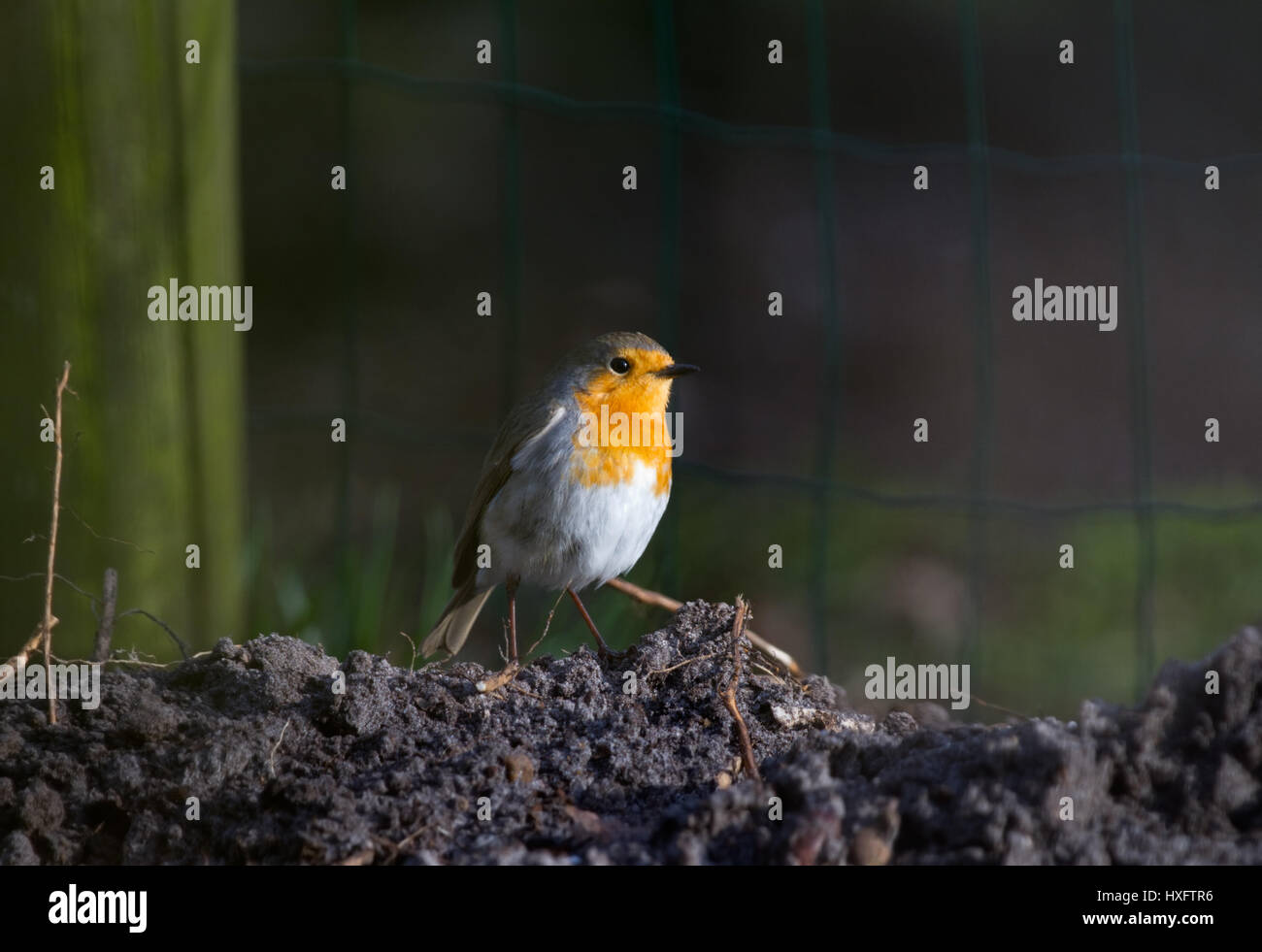 Robin looking for food on a freshly dug garden Stock Photo - Alamy