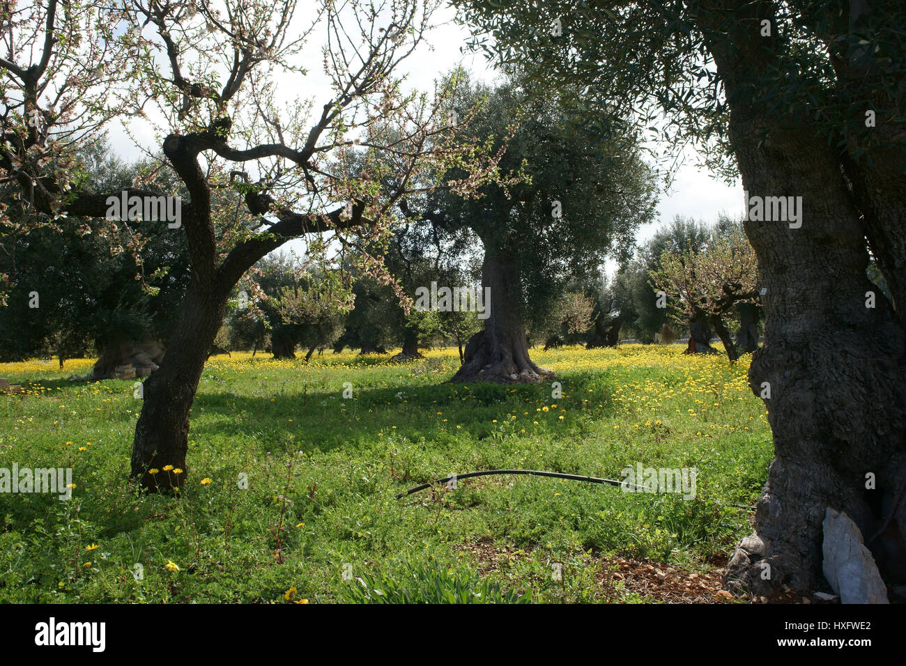 Olive tree puglia italia hi-res stock photography and images - Alamy