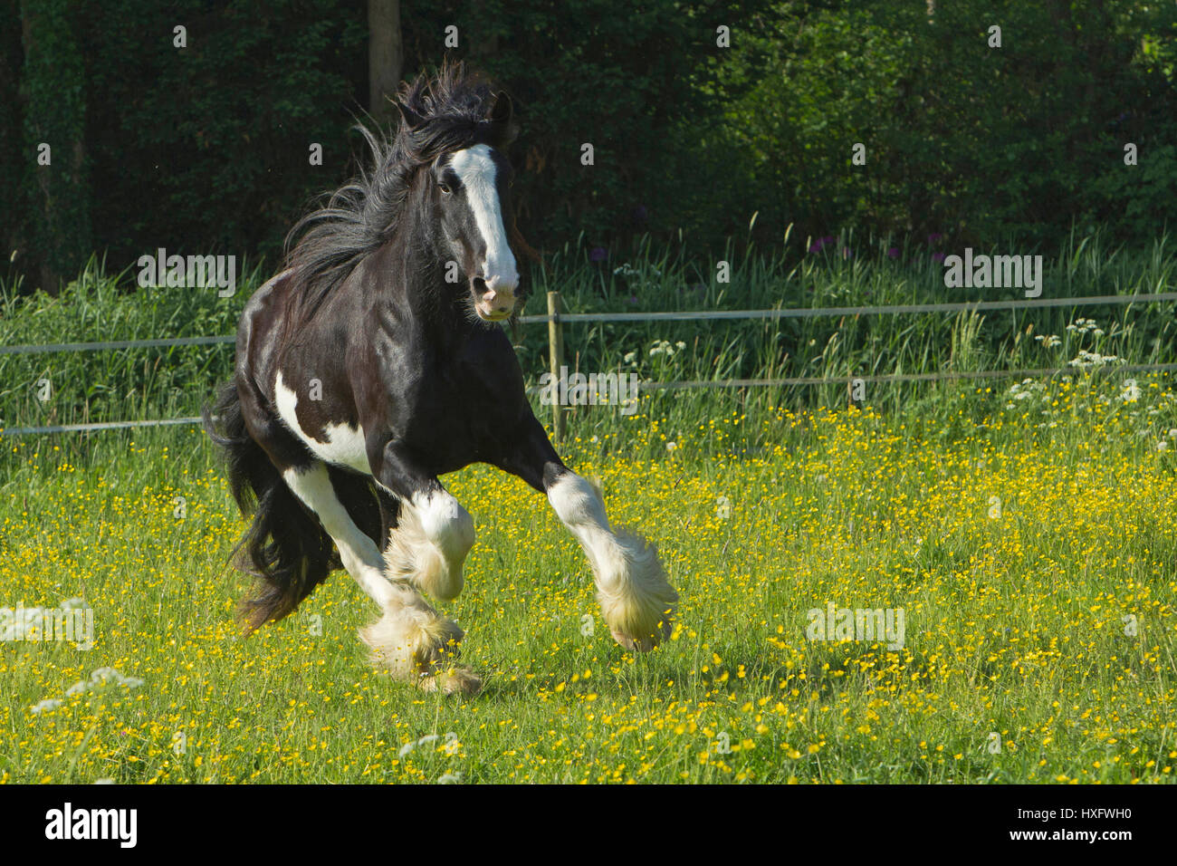 Shire Horse galloping on a flowering meadow Stock Photo - Alamy