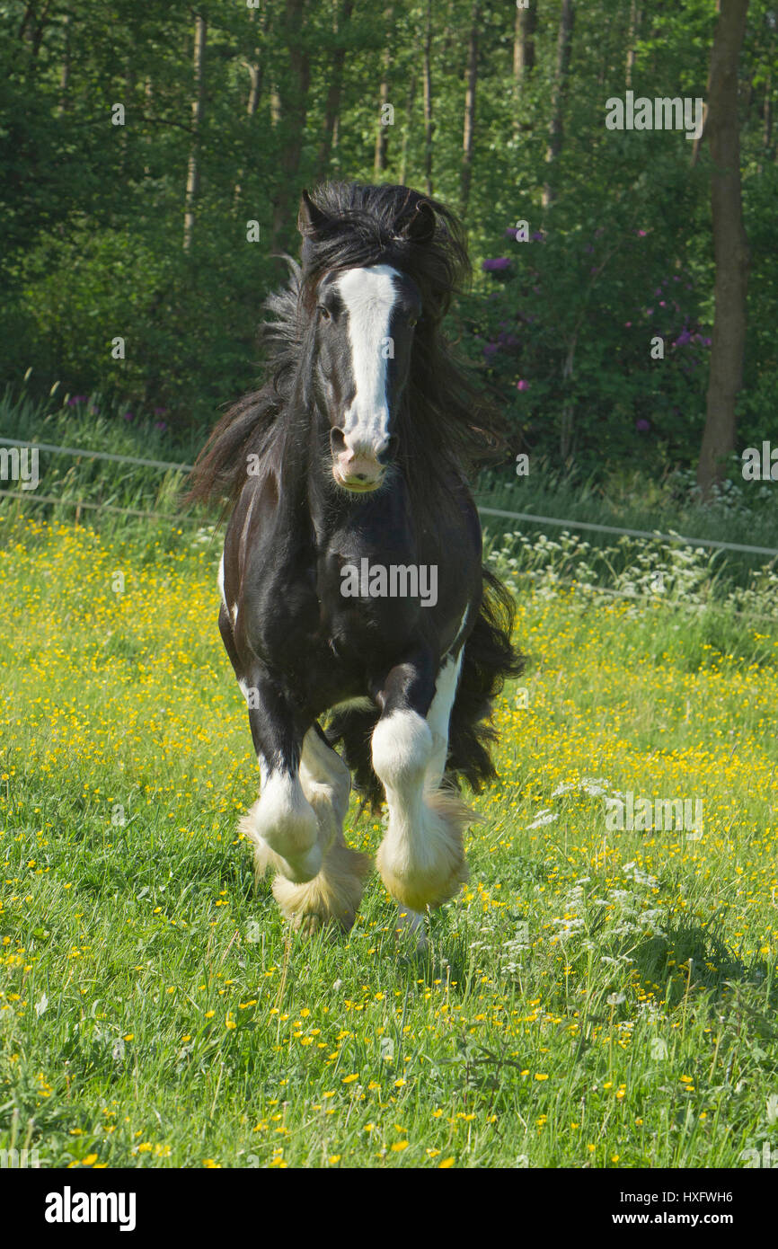 Shire Horse galloping on a flowering meadow Stock Photo - Alamy