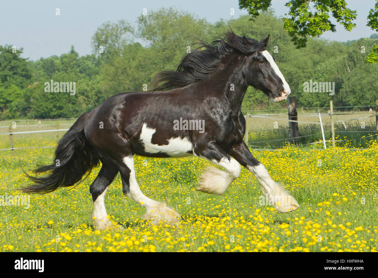 Shire Horse galloping on a flowering meadow Stock Photo - Alamy