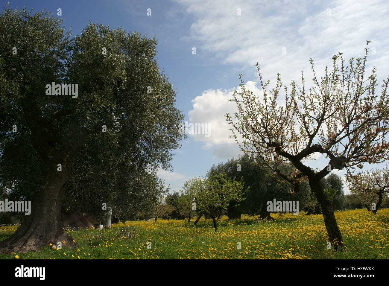 Olive tree puglia italia hi-res stock photography and images - Alamy