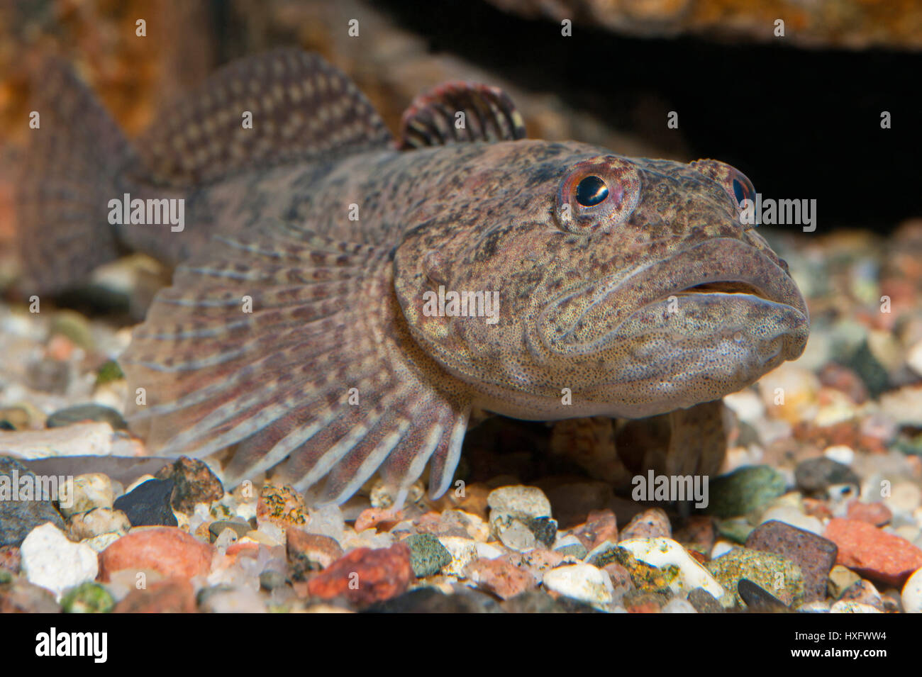 The alpine bullhead hi-res stock photography and images - Alamy