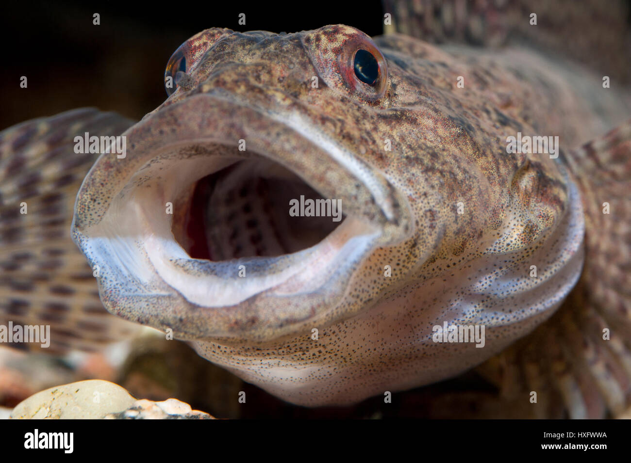 Spotted sculpin hi-res stock photography and images - Alamy