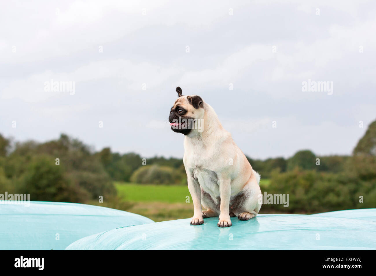 Pug. Adult female sitting on hay bundle wrapped in stretch film, with ...