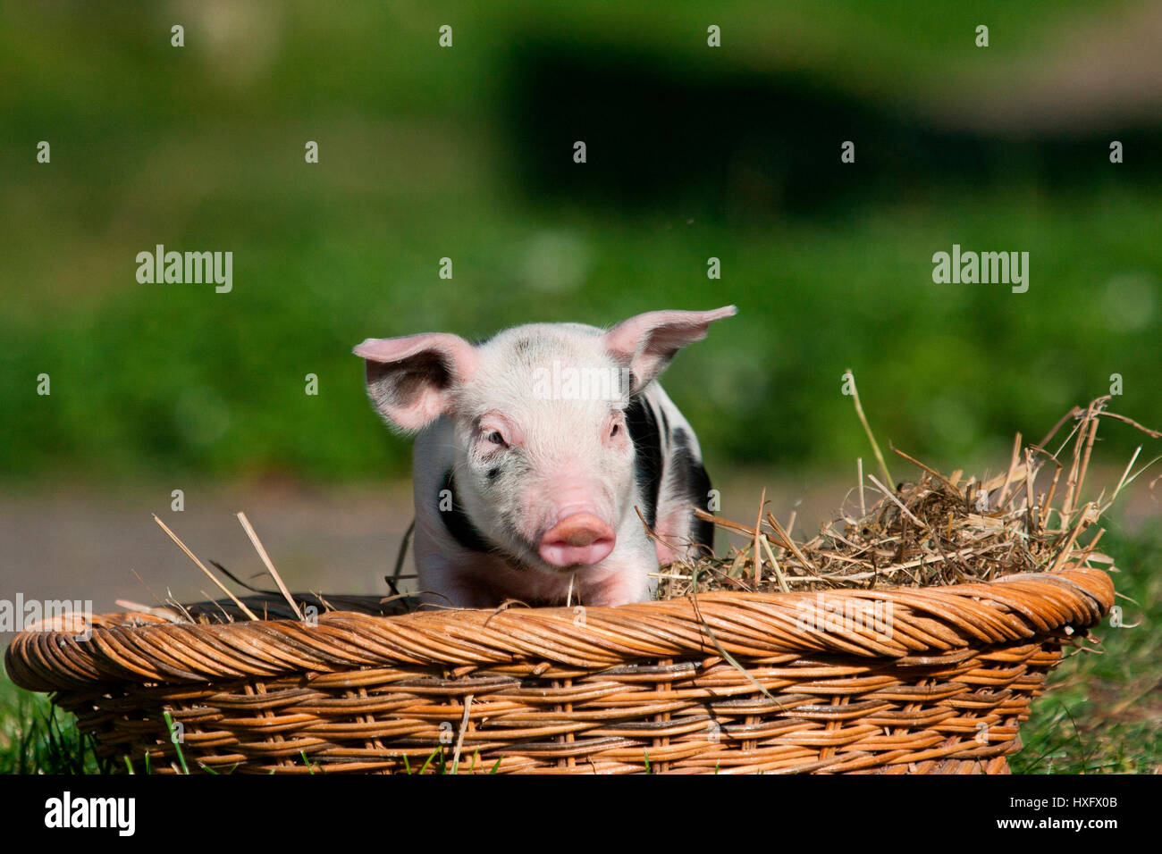 Domestic pig. Piglet in a wicker basket, filled with straw. Germany ...