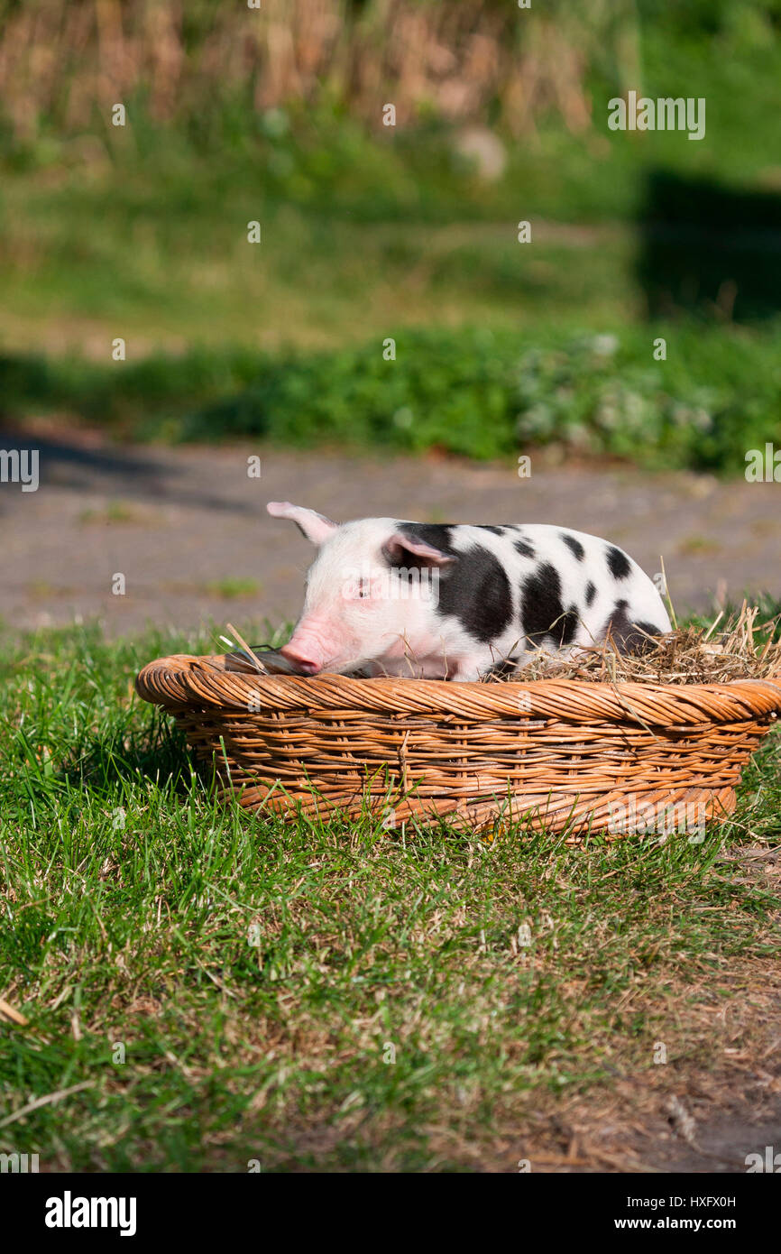 Domestic pig. Piglet in a wicker basket, filled with straw. Germany ...