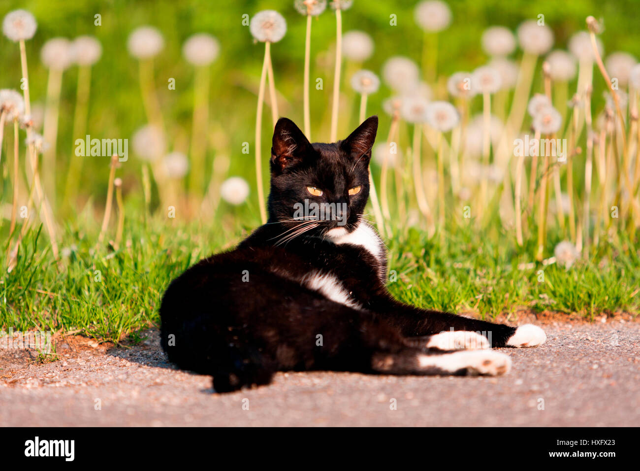 Country cat hi-res stock photography and images - Alamy