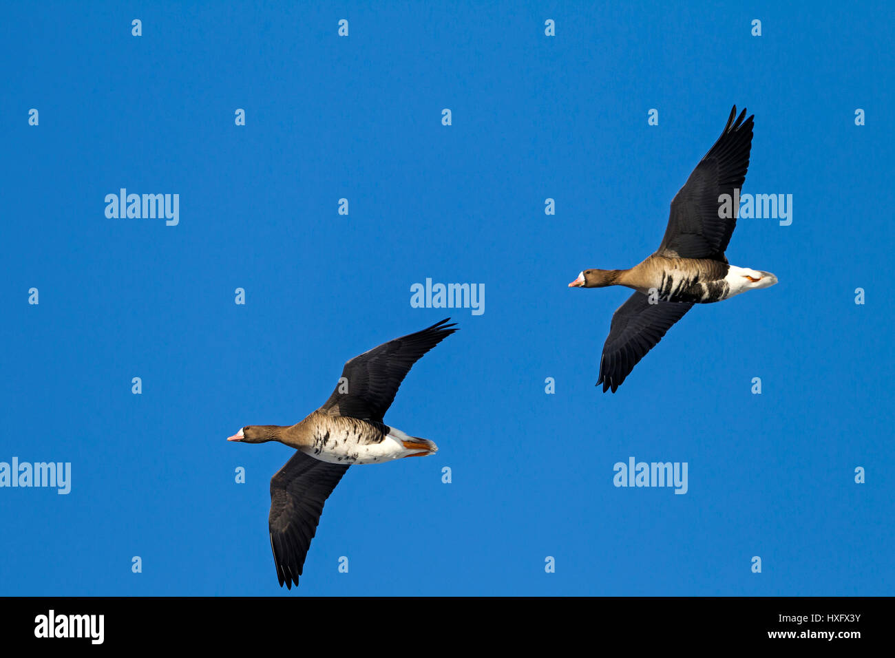 Eurasian White-fronted Goose (Anser albifrons). Two adult birds in ...