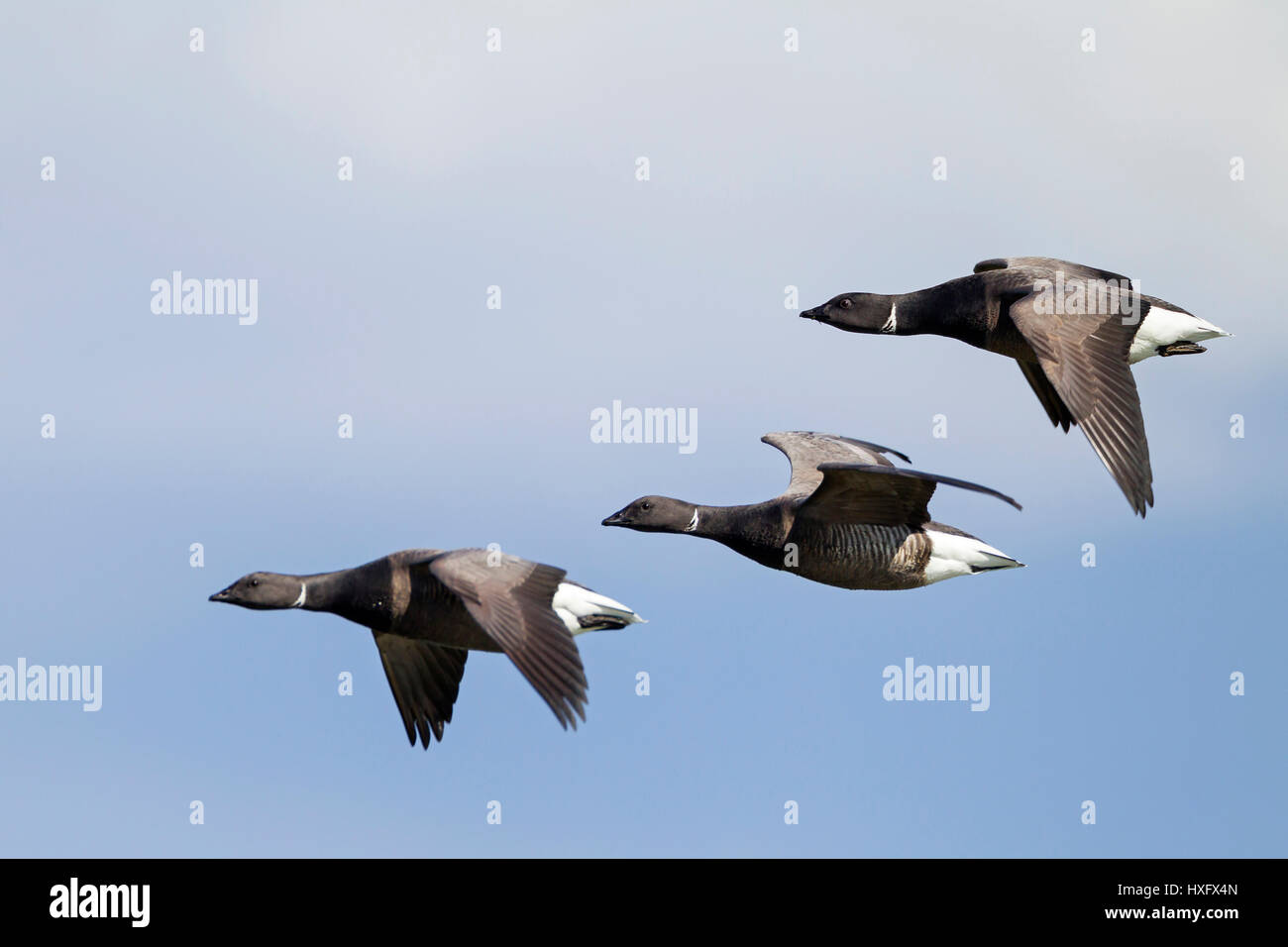 Brent Goose (Branta bernicla). Three adults in flight. Germany Stock ...