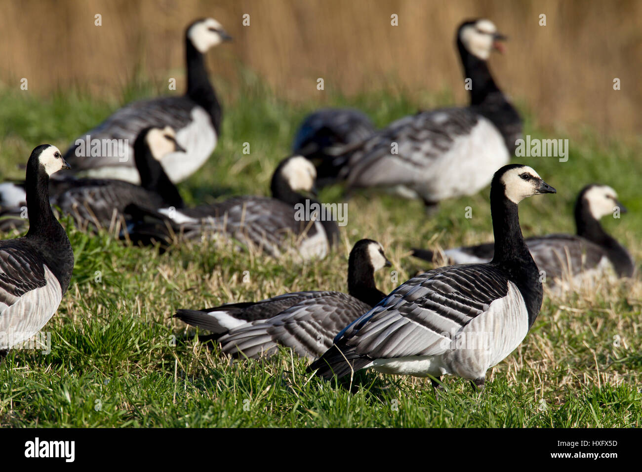 Barnacle Goose (Branta leucopsis). Flock foraging on a meadow. Germany ...
