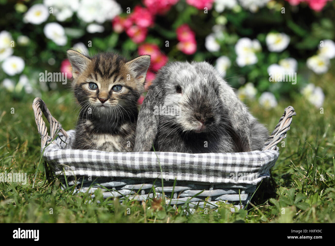 Domestic cat and Dwarf Rabbit. Kitten (6 weeks old) and Mini Lop ...