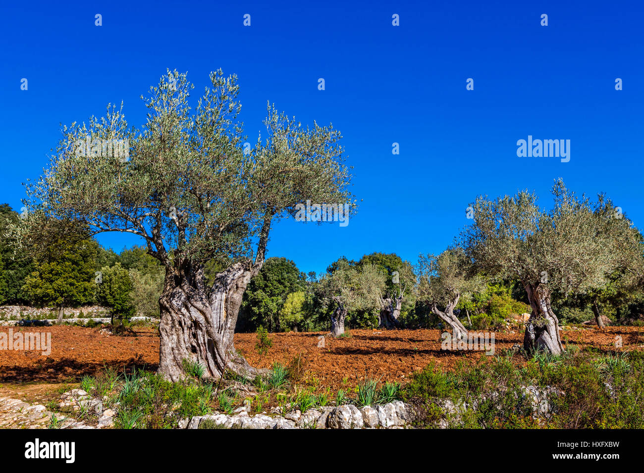 Grove of olive trees in Mallorca, Balearic islands, Spain, Europe Stock ...