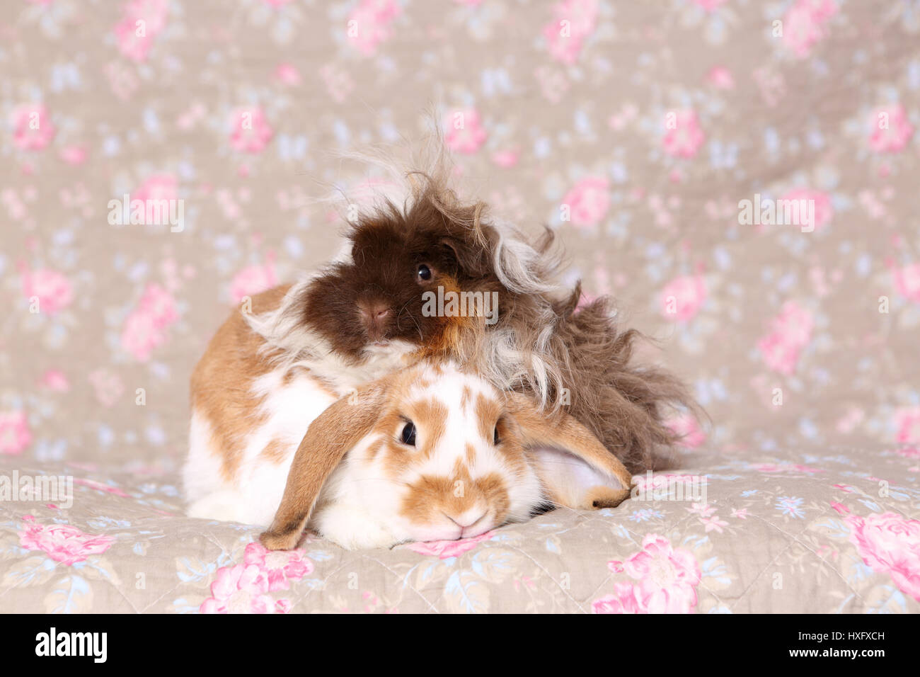Lop-eared Dwarf rabbit and Longhaired Guinea Pig sitting next to each ...
