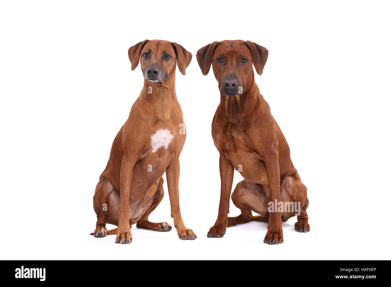 Rhodesian Ridgeback. Couple sitting. Studio picture seen against a ...