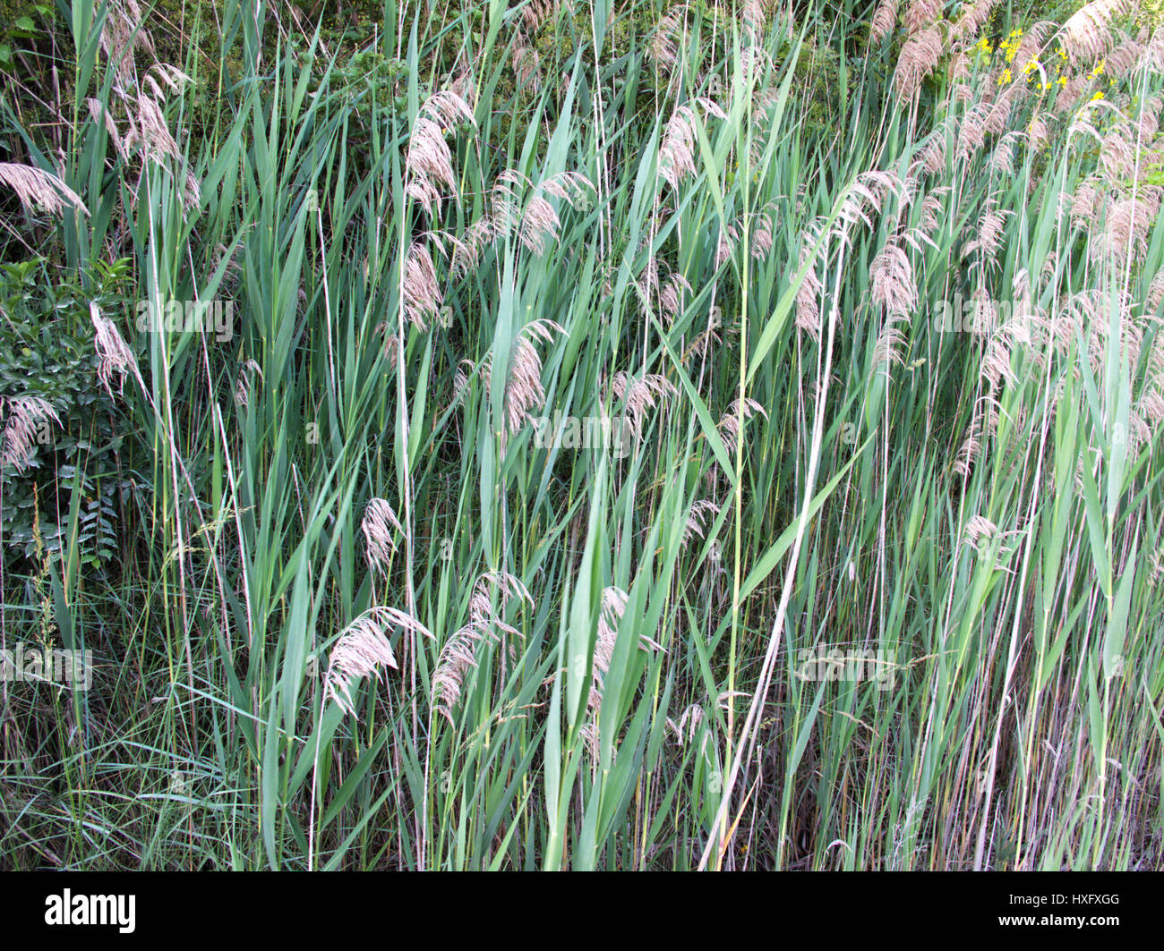 Canna domestica hi-res stock photography and images - Alamy