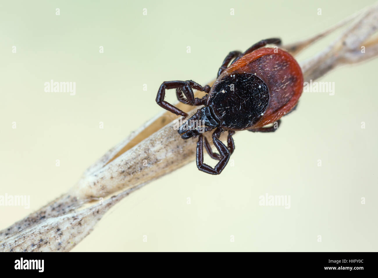 Hard Tick (Ixodidae) on a stalk. Germany Stock Photo - Alamy