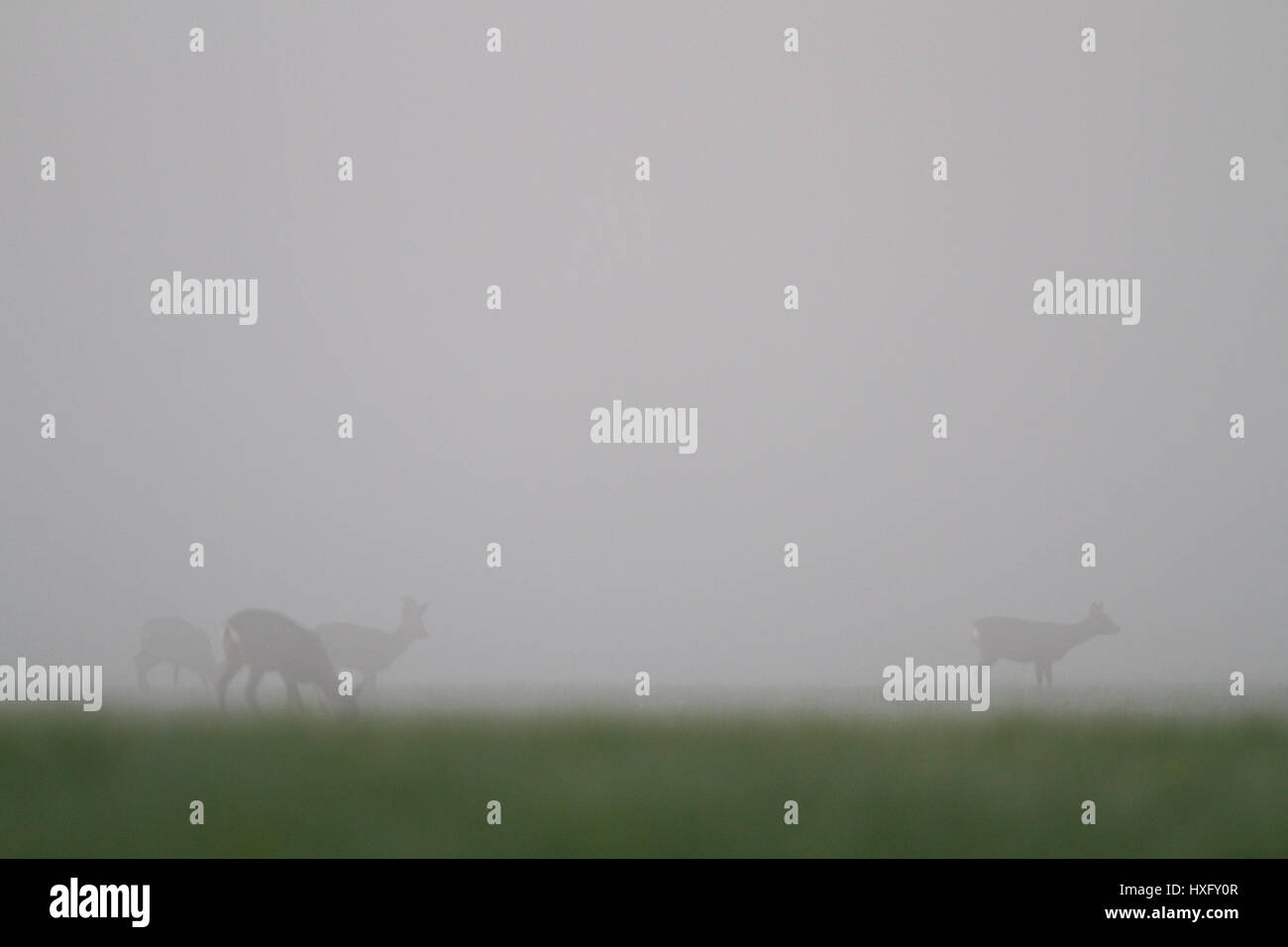 Group of deer hi-res stock photography and images - Alamy