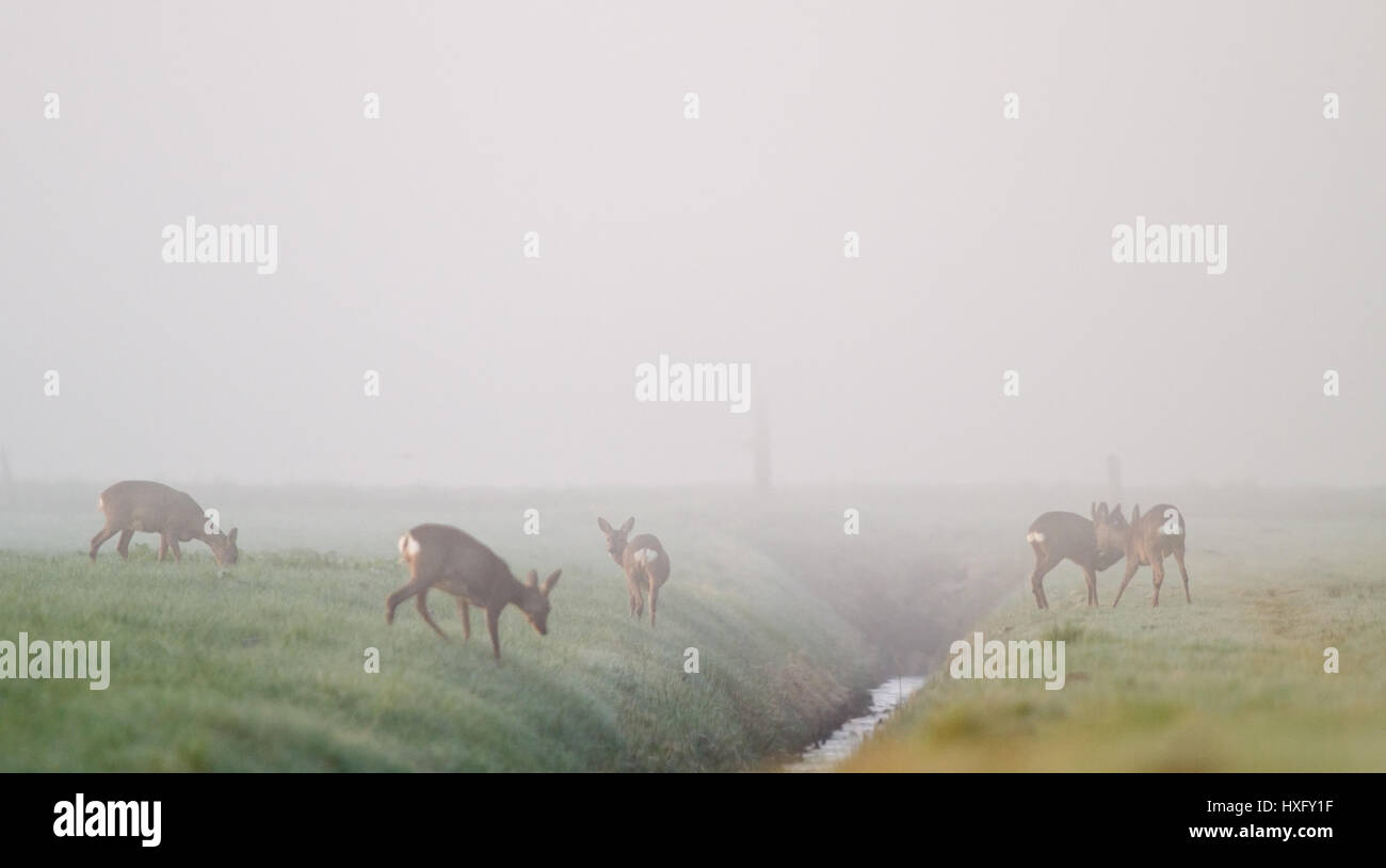 Group of deer hi-res stock photography and images - Alamy