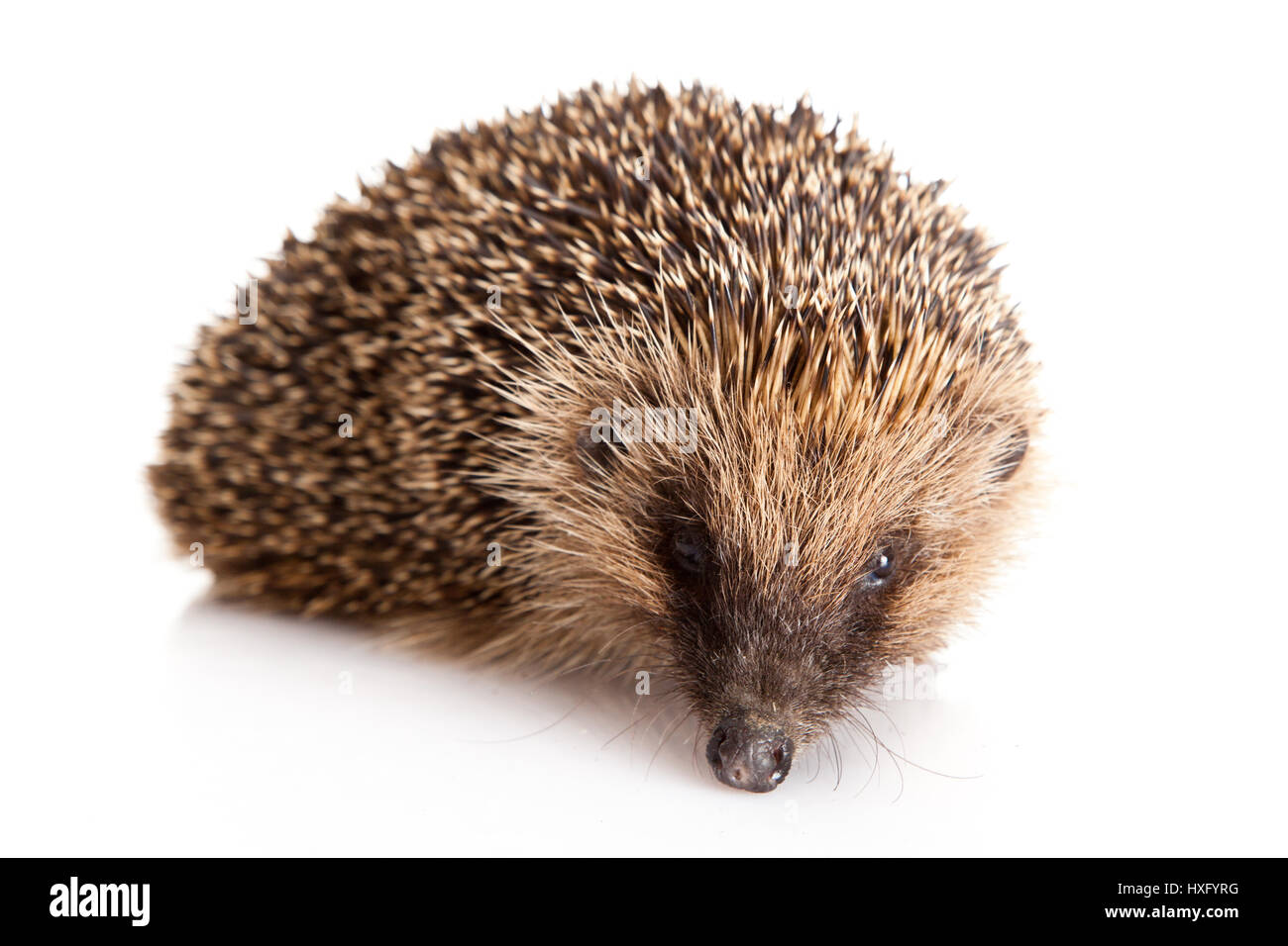 Hedgehog on a white background Stock Photo - Alamy
