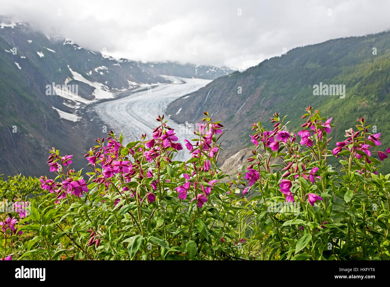Dwarf Fireweed in front of Salmon Glacier. Misty Fjords National ...