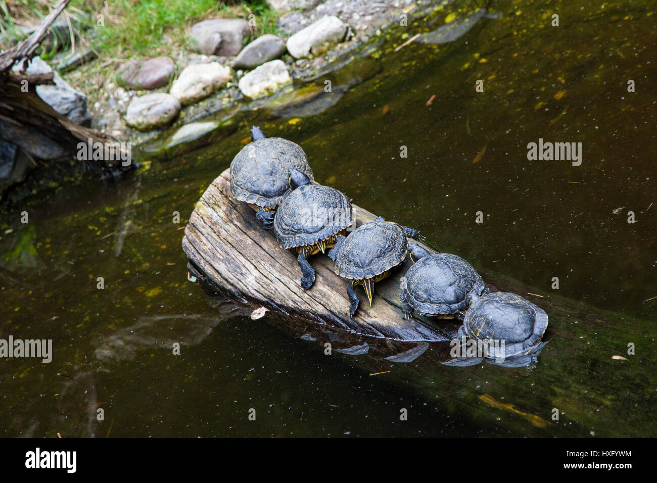The rock turtle neck hi-res stock photography and images - Alamy