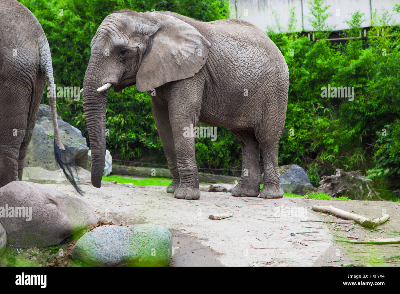 african bush elephant in zoo Stock Photo - Alamy