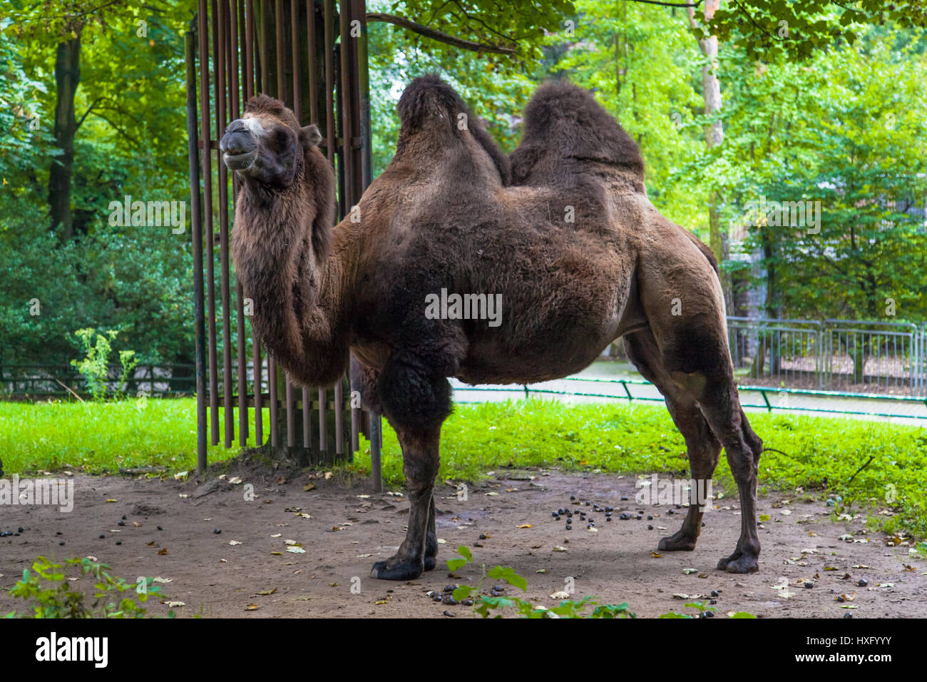 camel in a Zoo park Stock Photo - Alamy