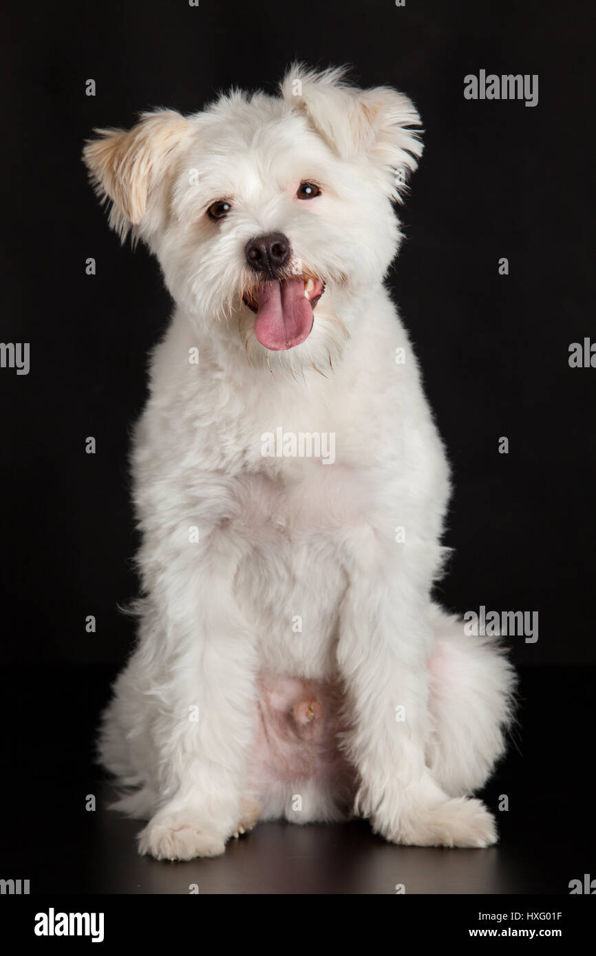 Young white dog on black background Stock Photo - Alamy