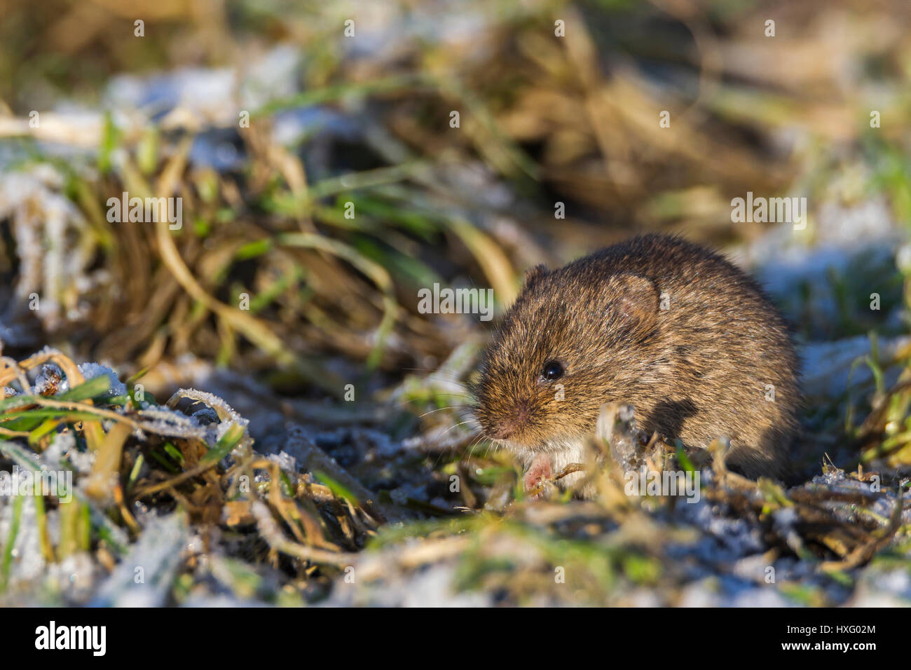Common Vole (Microtus arvalis) in winter. Germany Stock Photo - Alamy