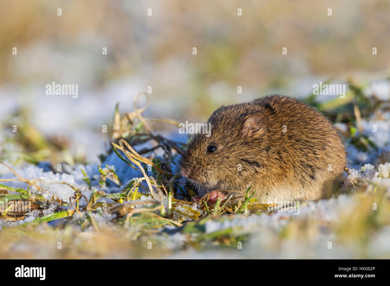 Common Vole (Microtus arvalis) in winter. Germany Stock Photo - Alamy