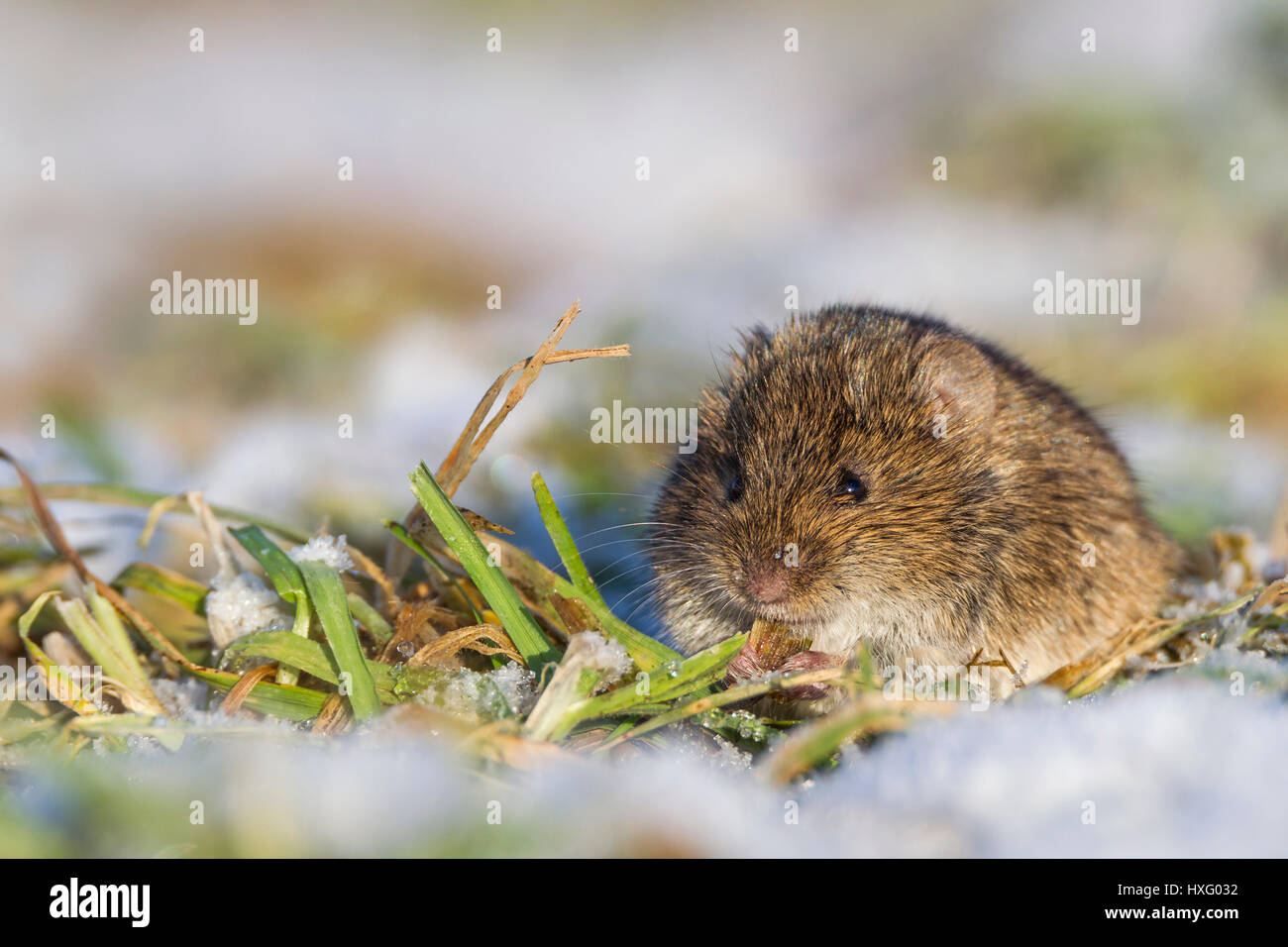 Common Vole (Microtus arvalis) in winter. Germany Stock Photo - Alamy