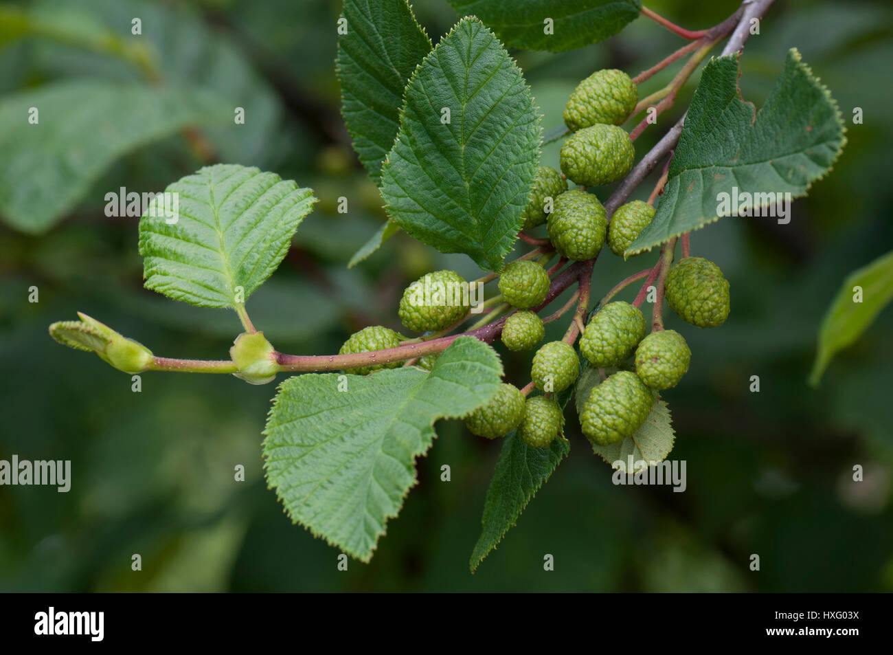 Green Alder (Alnus viridis), twig with leaves and green fruit Stock ...