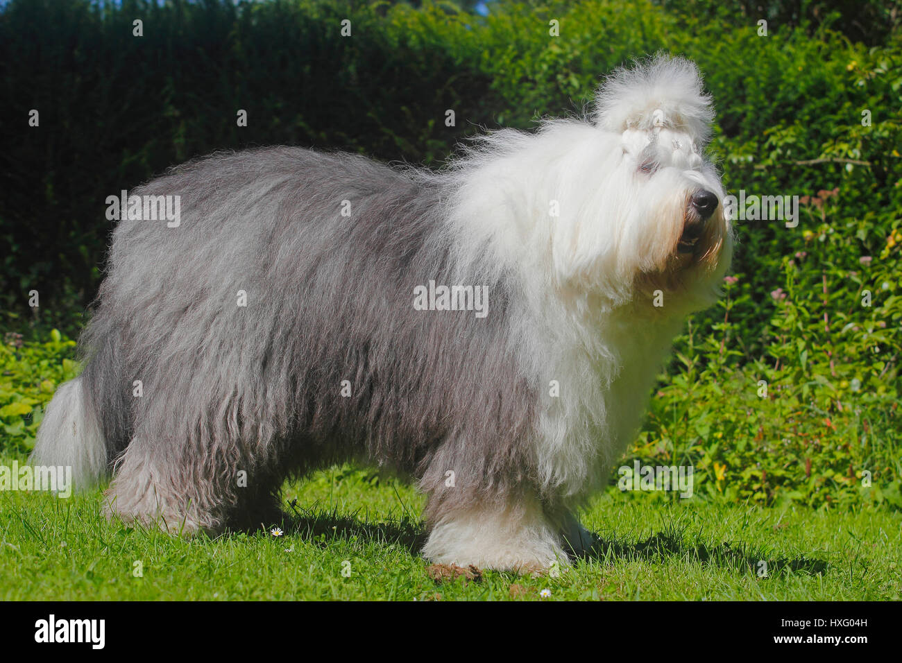 Bobtail. Male (3,5 years old) standing on a meadow. Germany Stock Photo ...