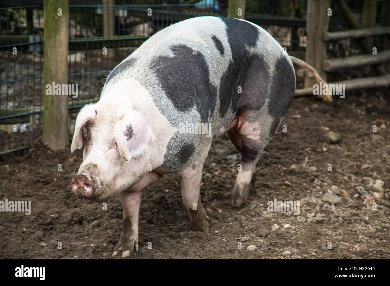 Paunch pig hi-res stock photography and images - Alamy