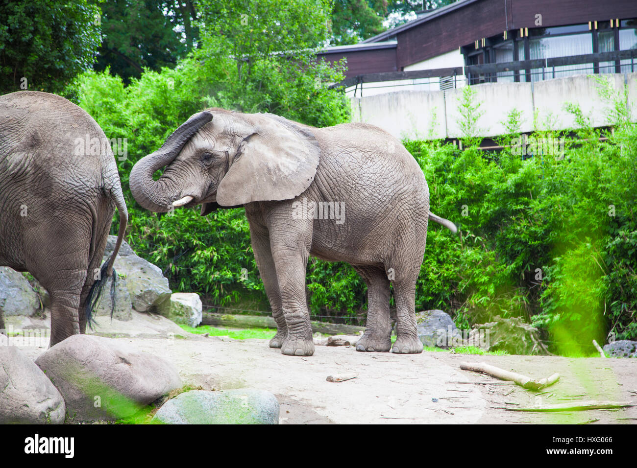 african bush elephant in zoo Stock Photo - Alamy