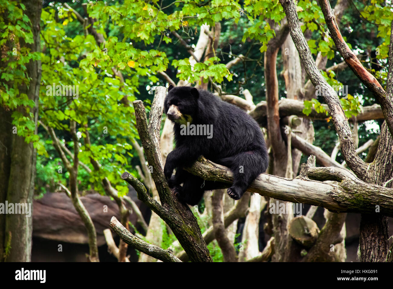 American black bear on a tree Stock Photo - Alamy