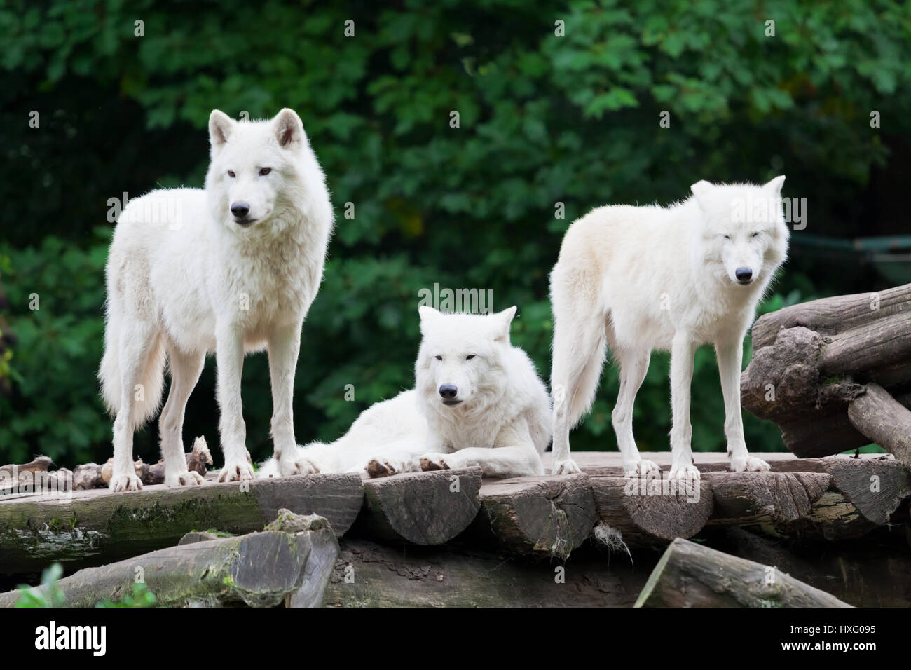 Arctic wolf canis lupus family hi-res stock photography and images - Alamy
