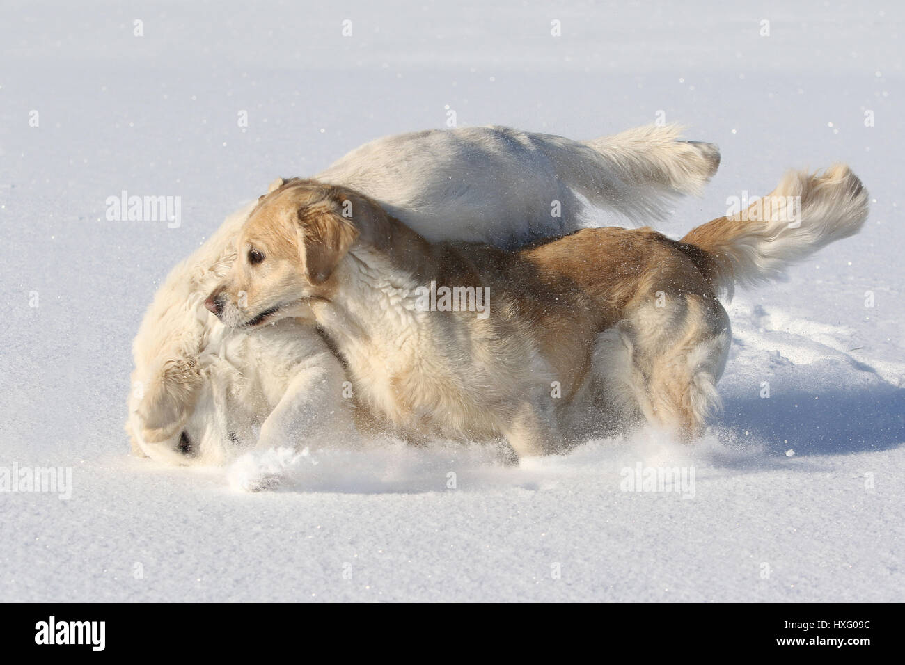Golden Retriever. Pair of females (3 and 1,5 years old) playing in snow ...