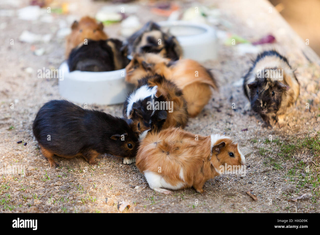 Cavia Porcellus Peruvian High Resolution Stock Photography and Images ...