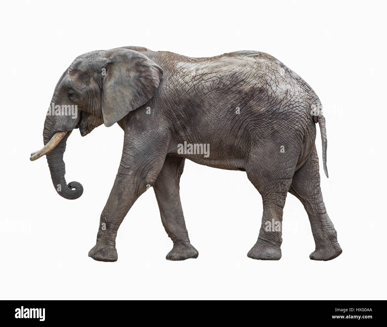 Elephant isolated on white Stock Photo - Alamy