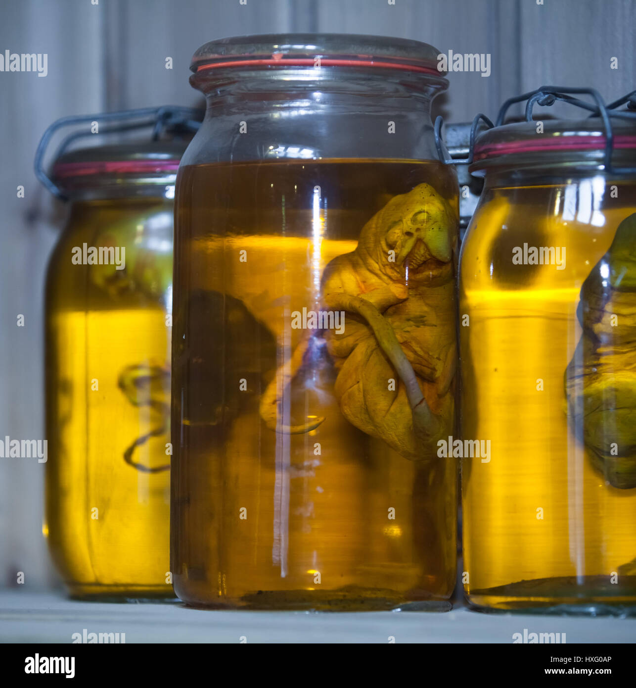 freak animal embryos in formaldehyde Stock Photo - Alamy