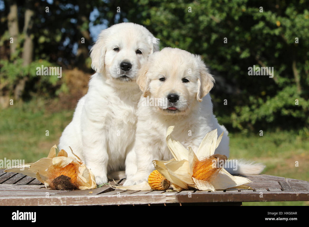 Golden Retriever. Pair of puppies (7 weeks old) sitting next to ...