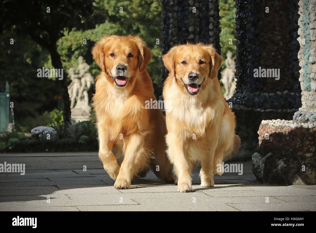 Golden Retriever. Father and son (5 and 3 years old) walking towards ...