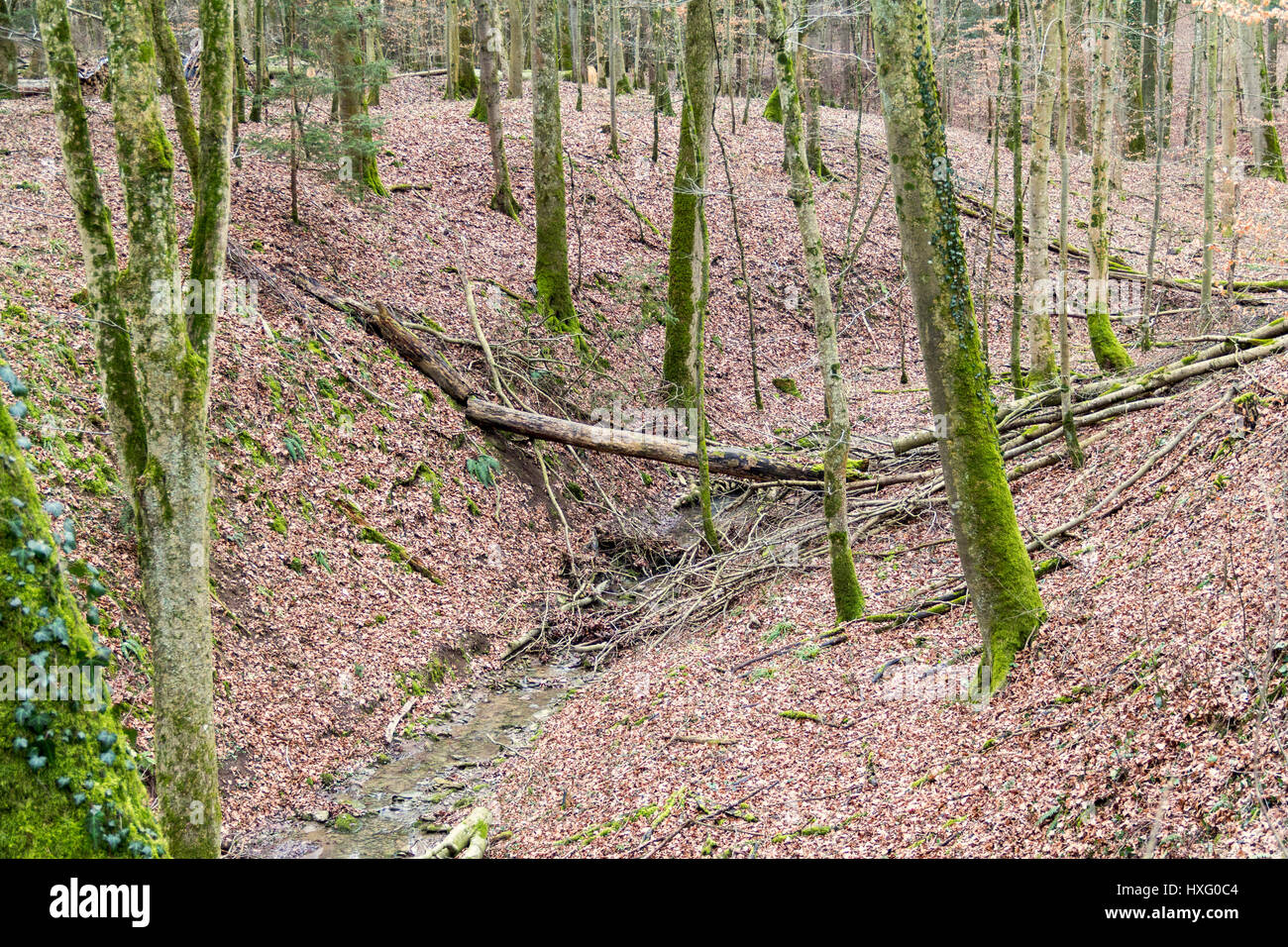 forest scenery with small valley and mossy trees Stock Photo - Alamy