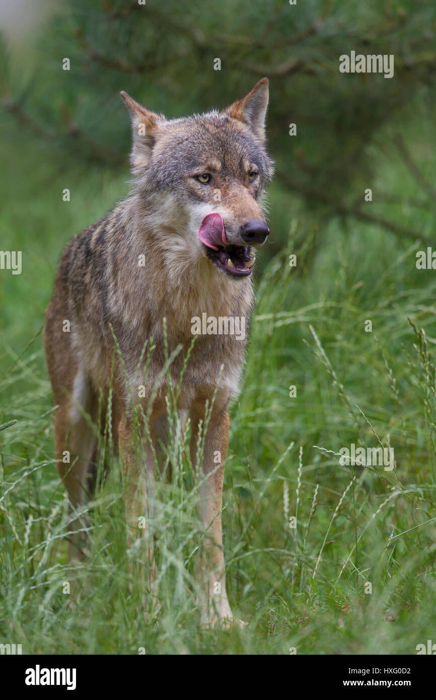 Licking its snout hi-res stock photography and images - Alamy