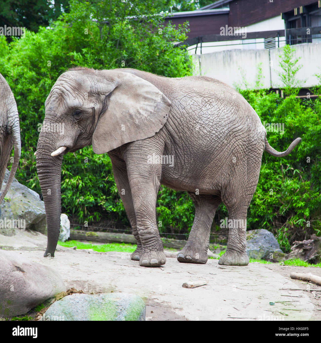 Full body walking profile african hi-res stock photography and images ...