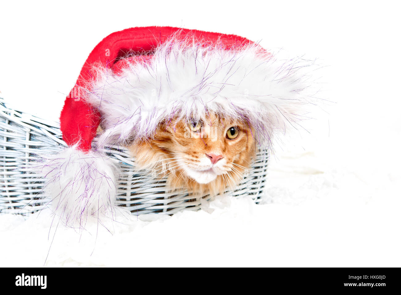 American Longhair, Main Coon. Red tomcat (2 years old) lying in a white ...