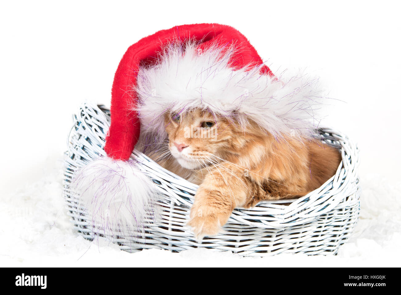 American Longhair, Main Coon. Red tomcat (2 years old) lying in a white ...