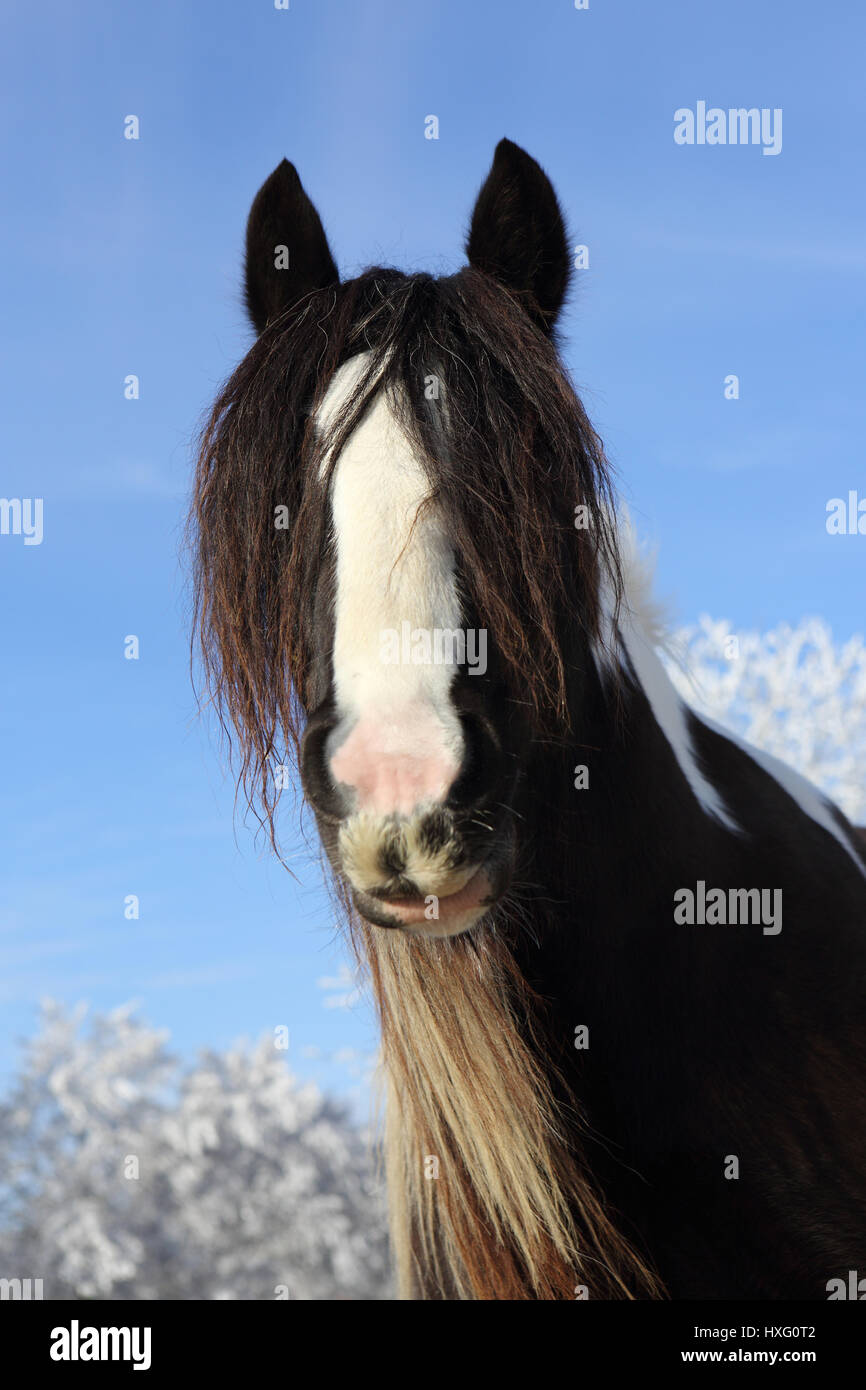 Gypsy Vanner Horse. Portrait of mare in winter. Germany Stock Photo - Alamy